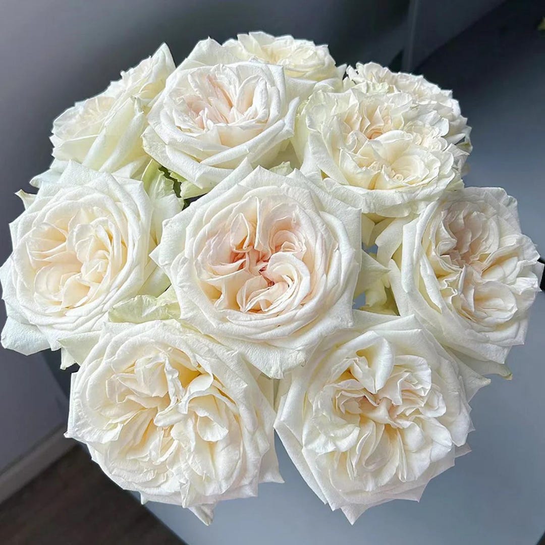 White O' Hara | French Florist Shrub Rose | Own Root | Long Vase Life ...