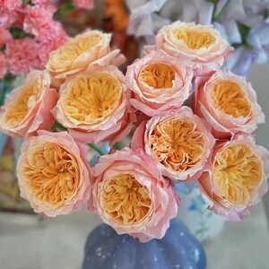 Victorian Secret | 维多利亚秘密 | Netherlands Florist Shrub Rose | Long ...