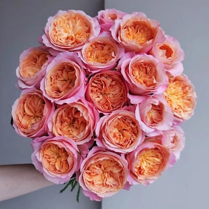 Victorian Secret | 维多利亚秘密 | Netherlands Florist Shrub Rose | Long ...