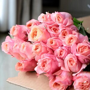 Victorian Secret | 维多利亚秘密 | Netherlands Florist Shrub Rose | Long ...