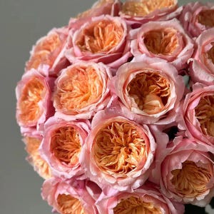 Victorian Secret | 维多利亚秘密 | Netherlands Florist Shrub Rose | Long ...