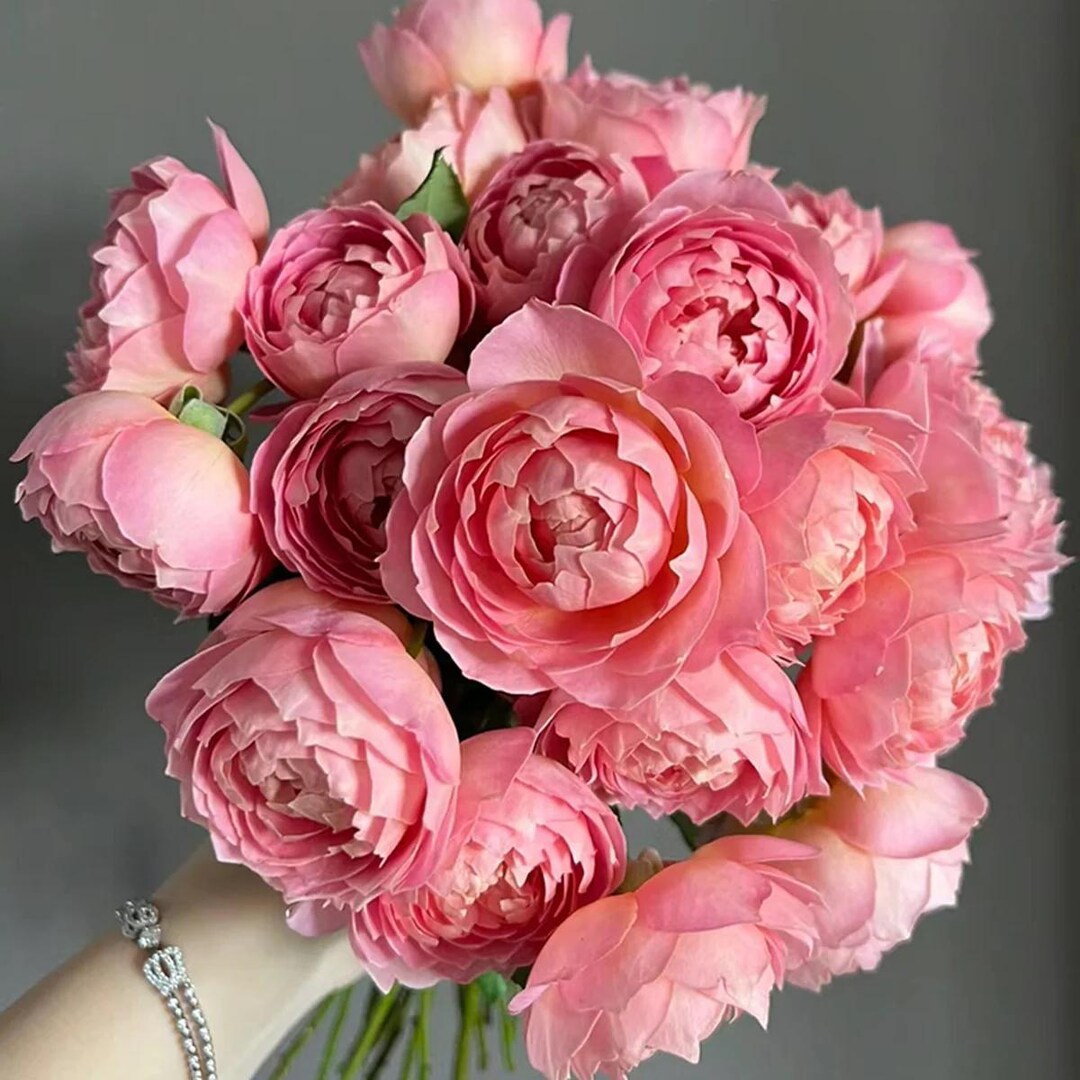 Aushunter – Fragrant Coral-pink English Shrub Rose (own Root) - Etsy