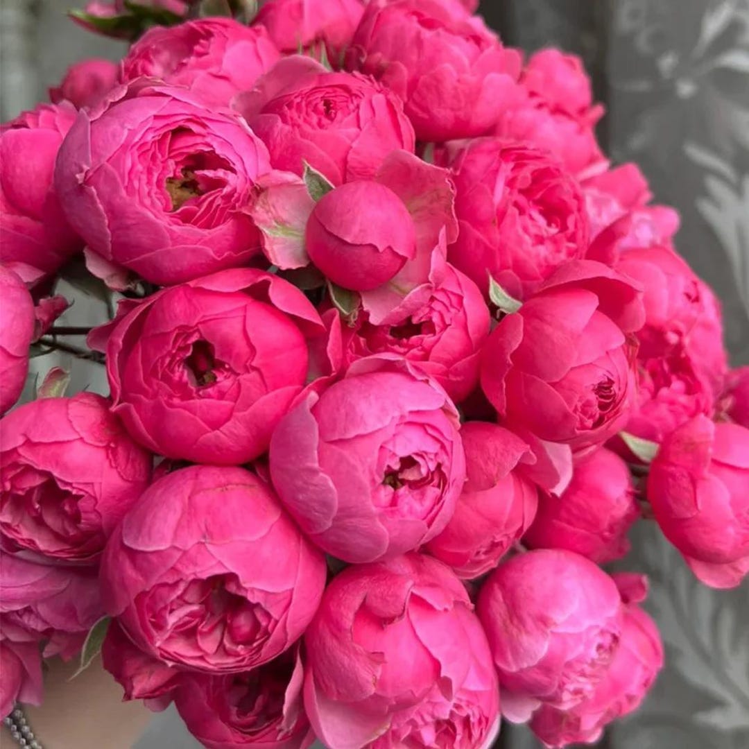 Pomponella – Deep Pink German Shrub Rose (own Root) - Etsy