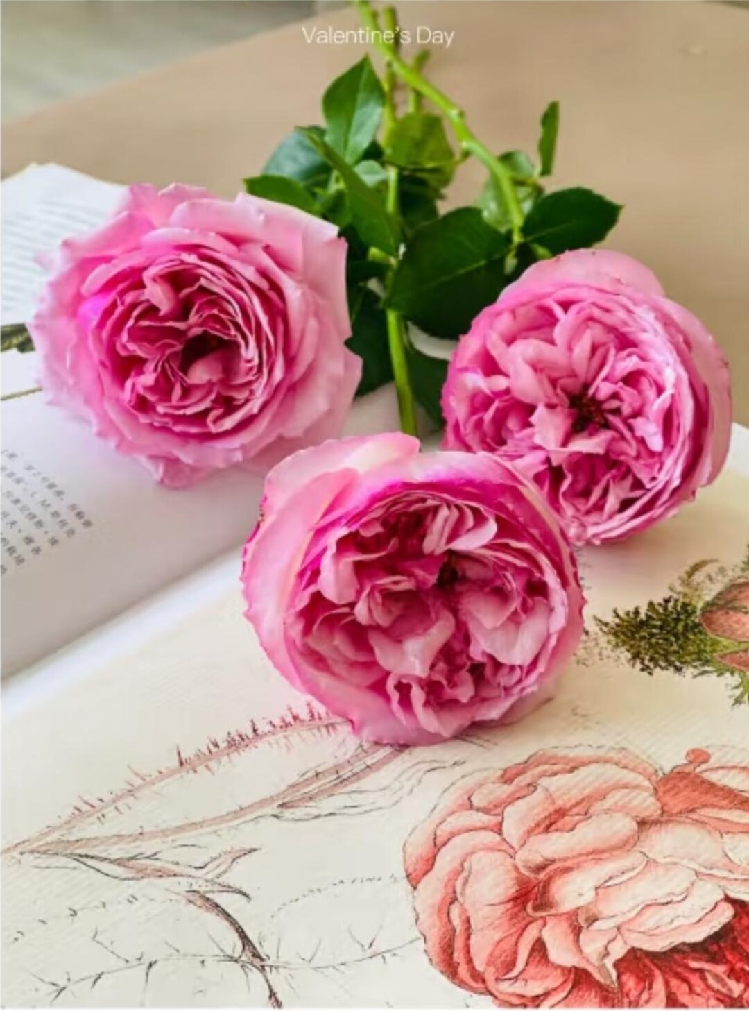 Neo Cherry Shallow – Pink & White Japanese Florist Rose (own Root) - Etsy