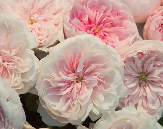 Sabrina | French Garden Shrub Rose | Own Root - Etsy