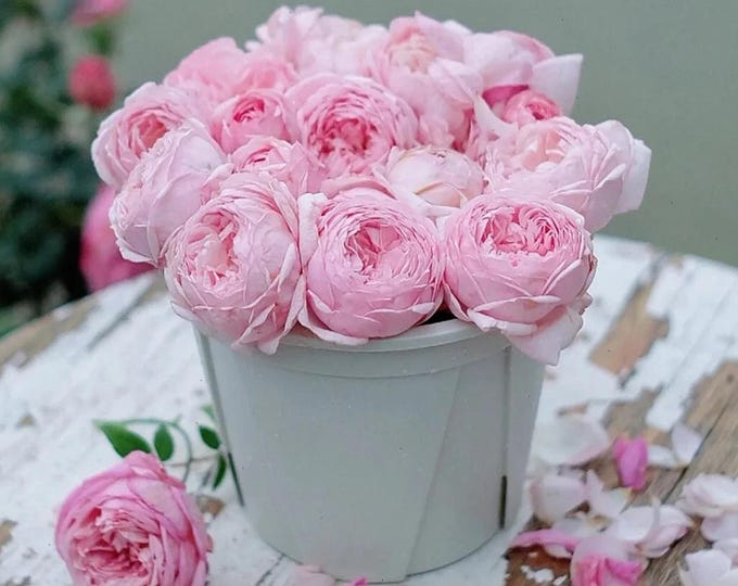 Misaki Japanese Florist Shrub Rose Own Root Cup Shape Frequent Bloomer ...