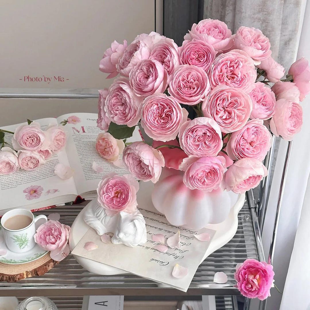 Ausham | British Garden Shrub Rose | Nearly Thornless Stems | Strong Disease Resistant | Own ...