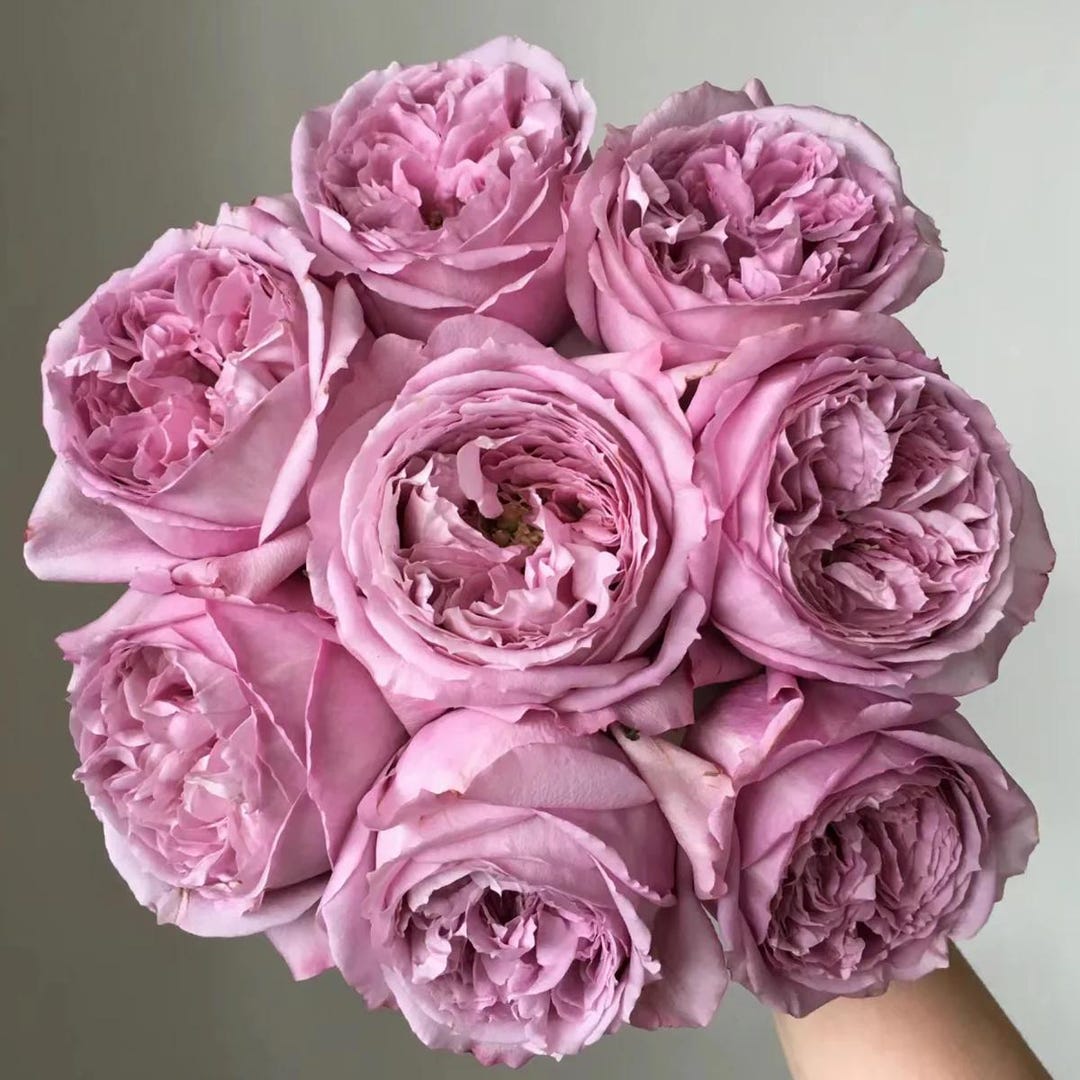 Repartil | Japanese Florist Shrub Rose | Own Root | Heat Resistant ...