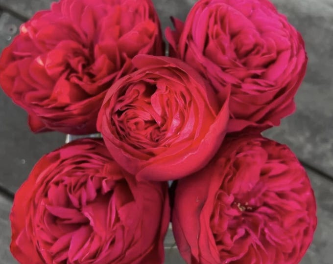 Red Piano Rose | 红钢琴 | German Florist Rose | Red Large Bloom | Cup ...