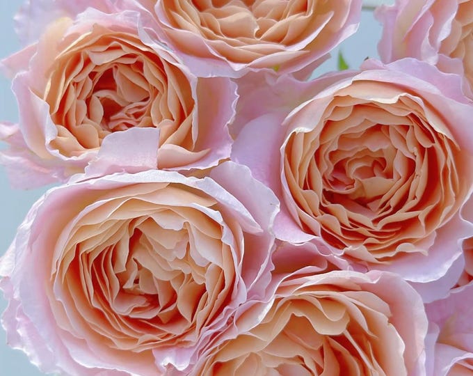 Rose Jise US Seller 霁色 1 Gallon - Etsy