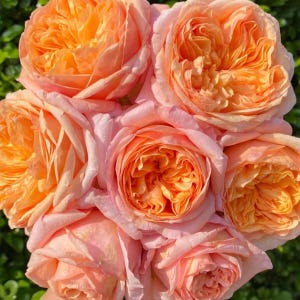 Victorian Secret | 维多利亚秘密 | Netherlands Florist Shrub Rose | Long ...