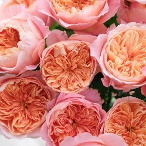 Victorian Secret | 维多利亚秘密 | Netherlands Florist Shrub Rose | Long ...