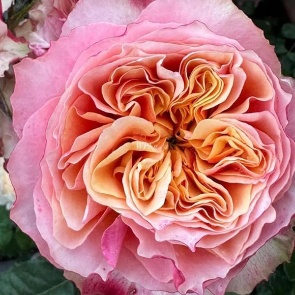 German Rose - Etsy