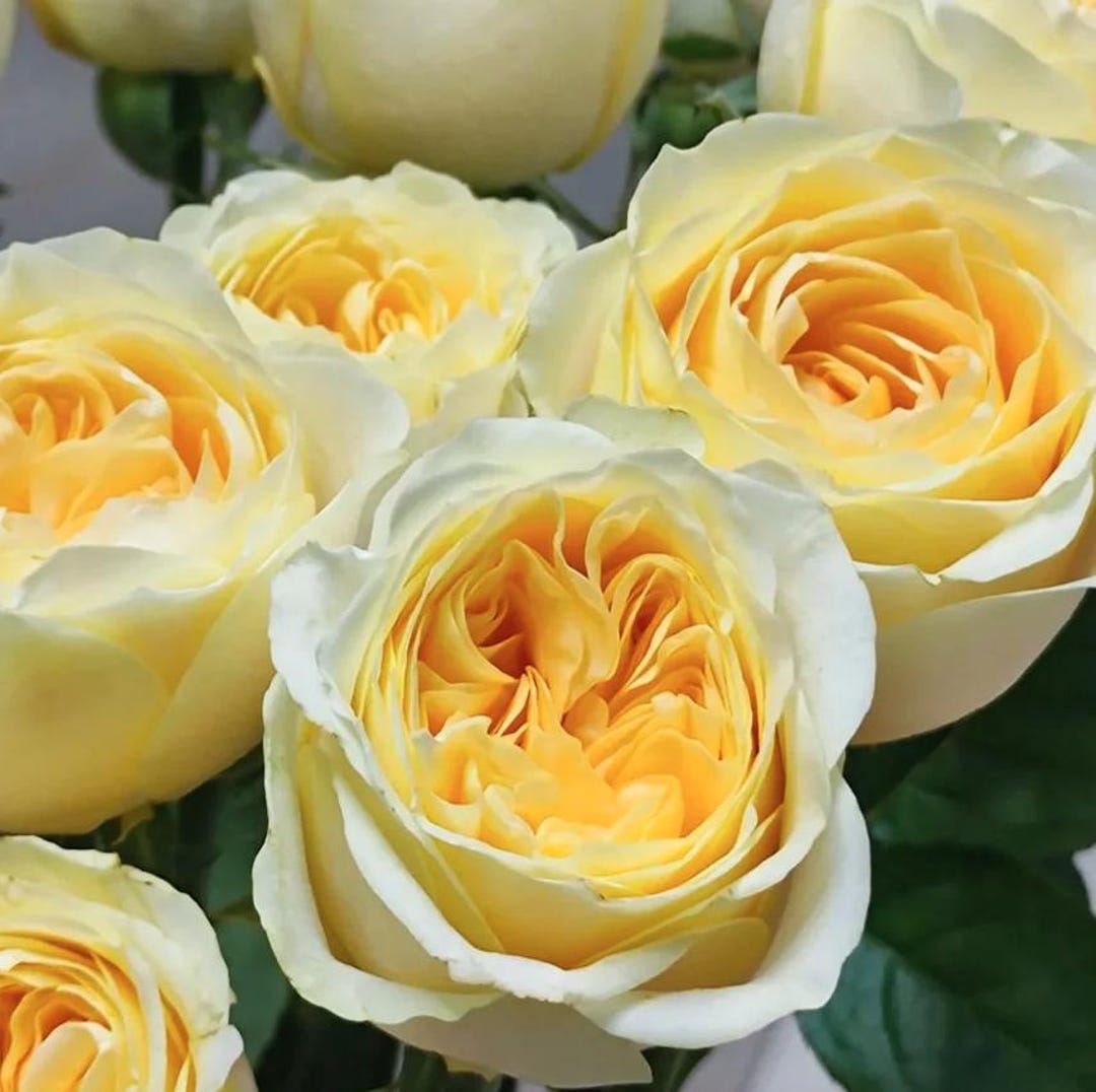 Buttercup | Netherland's Florist Shrub Rose | Cup Shape | Soft Buttery ...