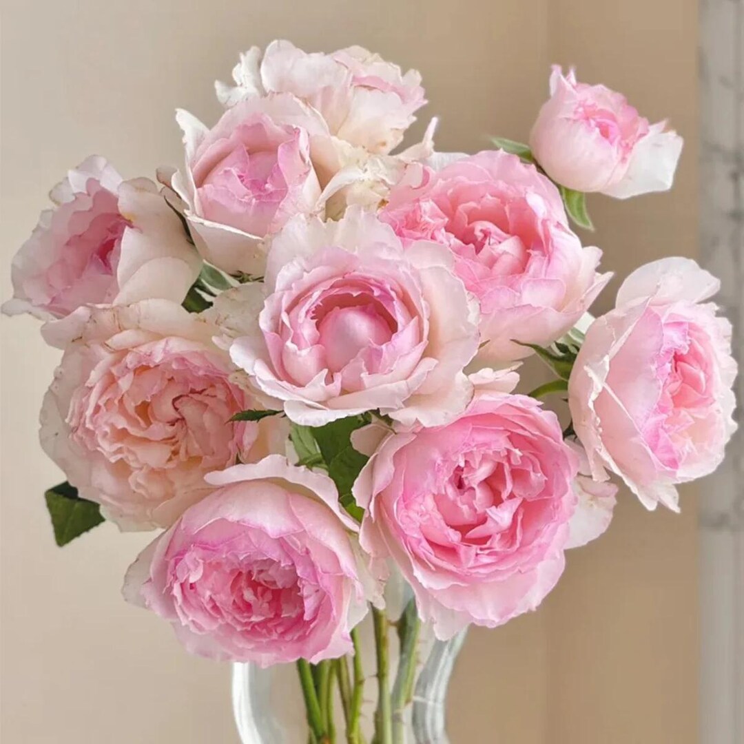 M-perzik Japanese Florist Shrub Rose | Wavy Petals | Heat Resistant ...