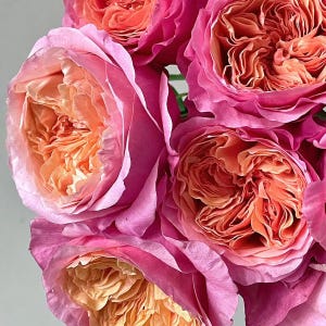 Victorian Secret | 维多利亚秘密 | Netherlands Florist Shrub Rose | Long ...