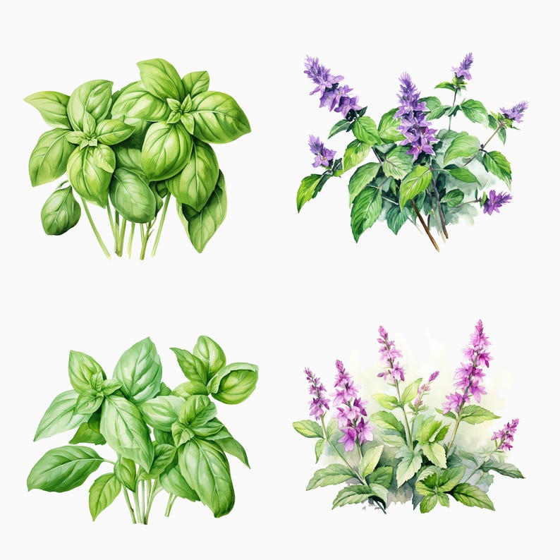 Medicinal Herbs Clipart Herb PNG Herbal Remedies Botanical Illustration ...