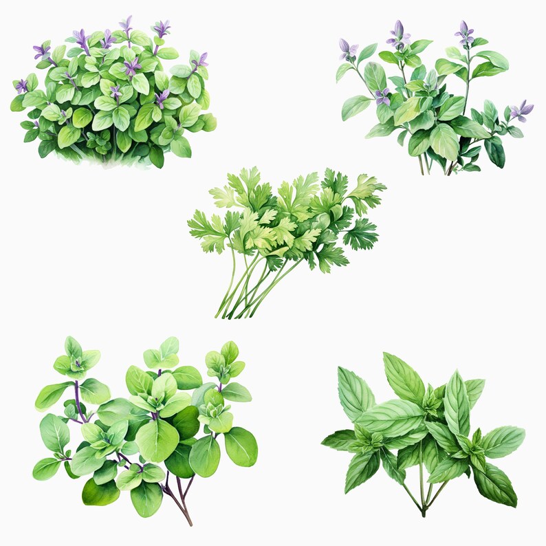 Medicinal Herbs Clipart Herb PNG Herbal Remedies Botanical Illustration ...
