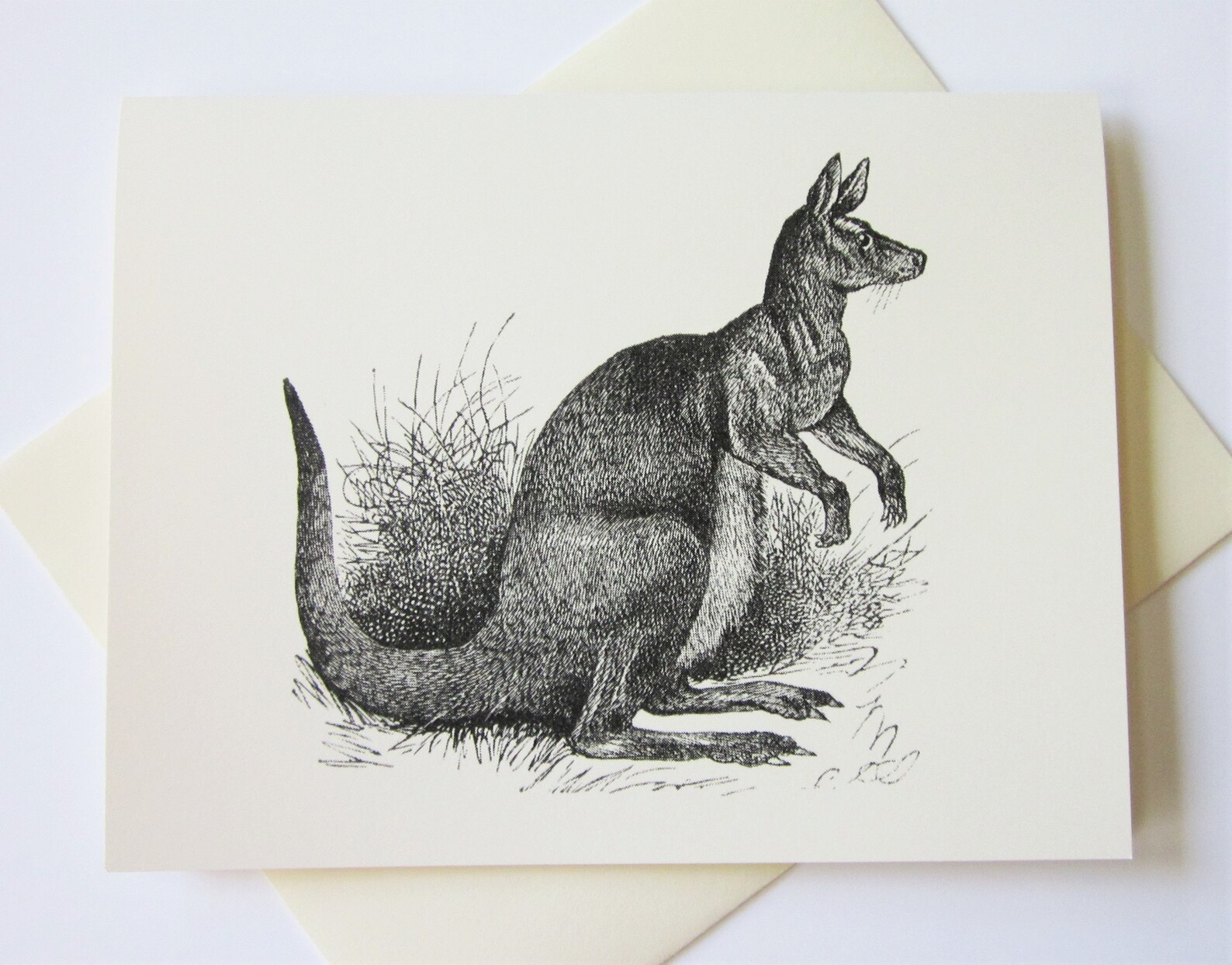 Kangaroo Note Cards Set of 10 With Matching Envelopes - Etsy