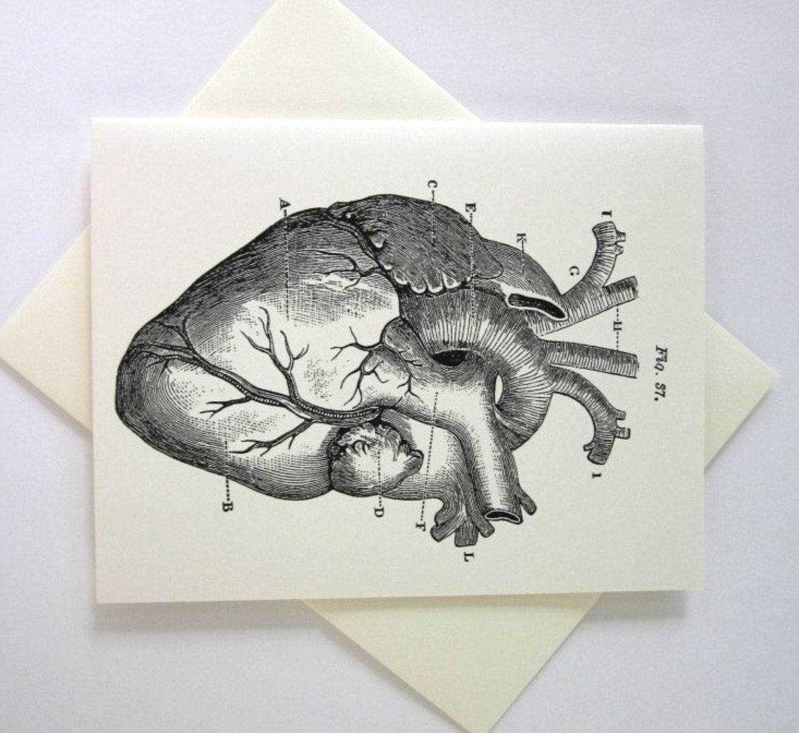 Anatomical Heart Cards Set of 10 in White or Light Ivory With - Etsy