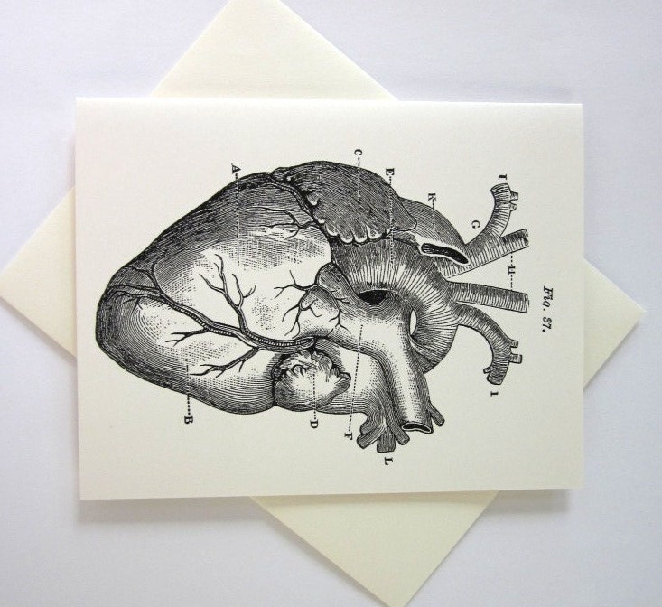 Anatomical Heart Cards Set of 10 in White or Light Ivory With | Etsy