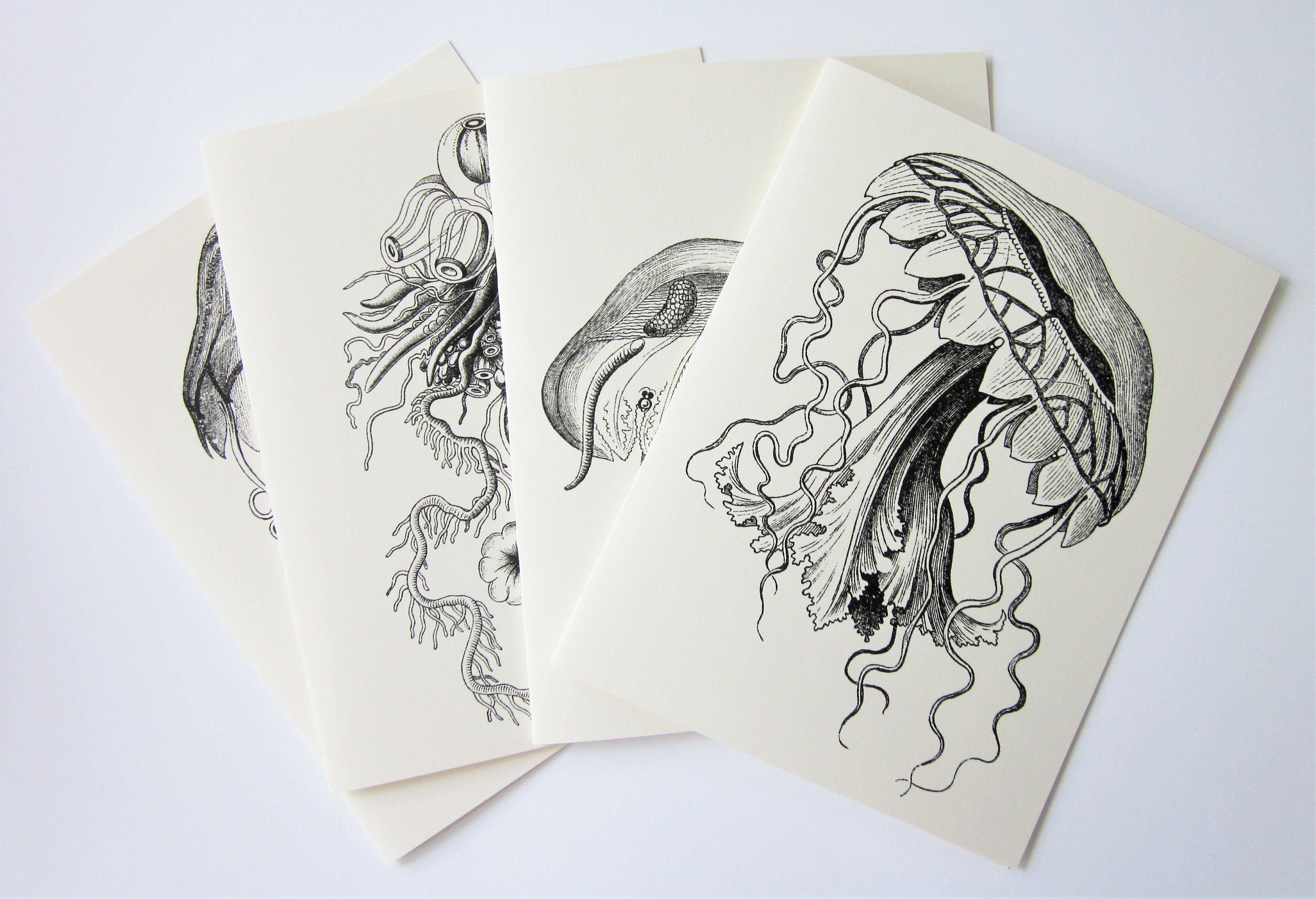 Jellyfish Note Cards Set of 12 With Matching Envelopes - Etsy