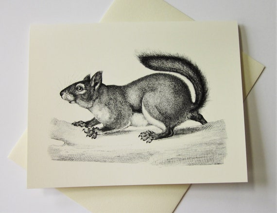 Squirrel Note Cards Set of 10 With Matching Envelopes - Etsy