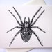 Spider Note Cards Set of 10 in White or Ivory With Matching Envelopes ...