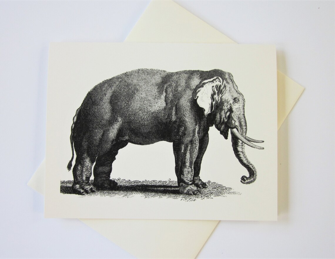 Elephant Note Cards Stationery Set of 10 Cards - Etsy
