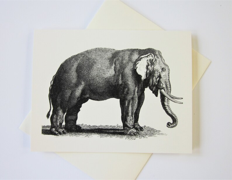 Elephant Note Cards Stationery Set of 10 Cards - Etsy