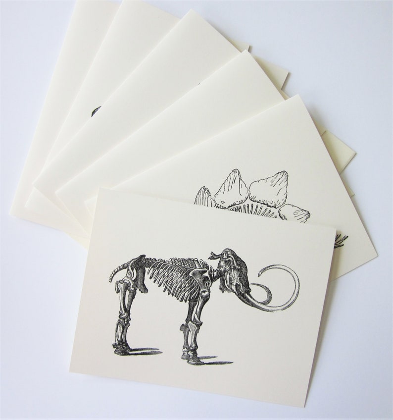 Dinosaur Skeleton Bones Note Cards Set of 12 With Matching - Etsy
