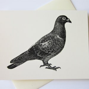 Pigeon Bird Note Card Set of 10 in White or Light Ivory With Matching ...