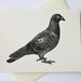 Pigeon Bird Note Card Set of 10 in White or Light Ivory With Matching ...