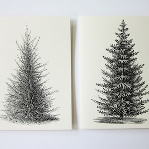 Pine Tree Note Card Set of 10 in White or Light Ivory With Matching ...