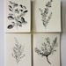 Botanical Branch Note Cards Set of 12 With Matching Envelopes - Etsy