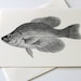 Fish Note Cards Stationery Set of 12 Cards in White or Light Ivory With ...