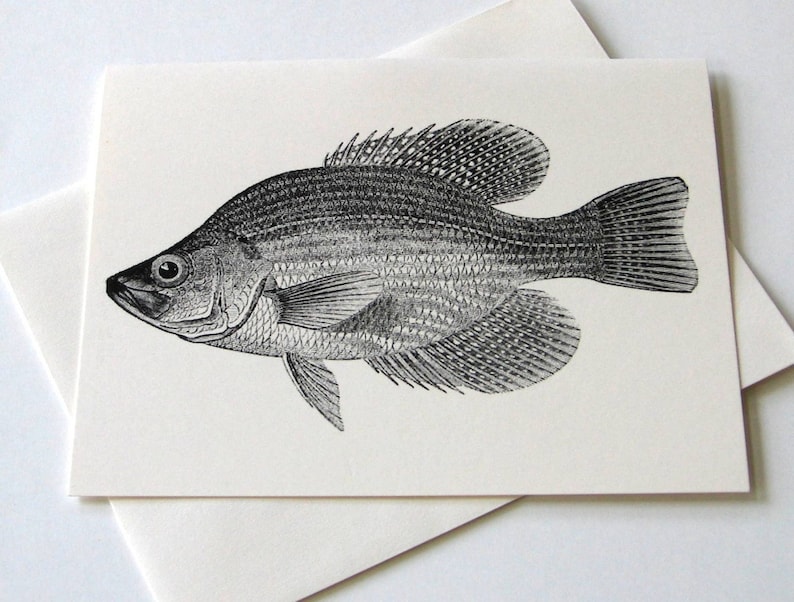 Fish Note Cards Stationery Set of 12 Cards in White or Light - Etsy