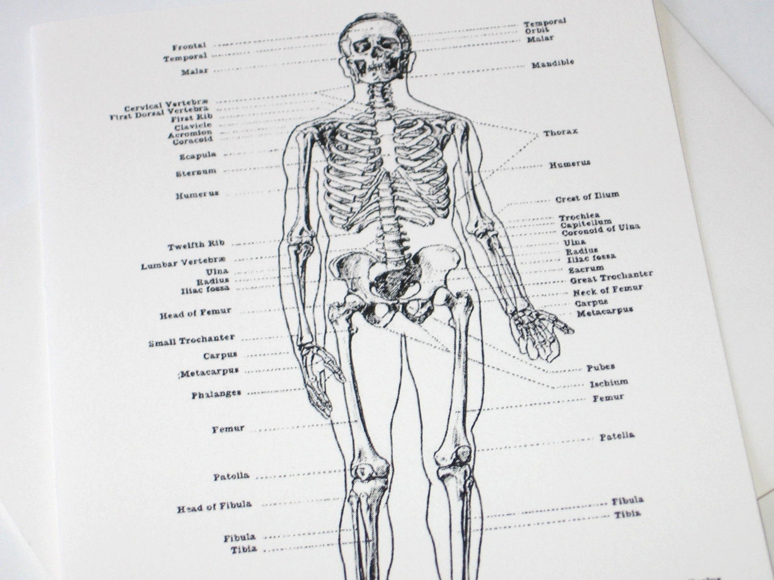 Skeleton Notecards Set of 10 With Matching Envelopes - Etsy