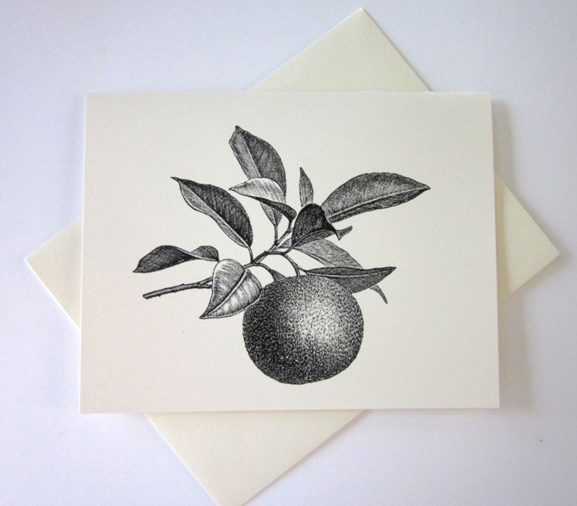 Orange Fruit Note Cards Stationery Set of 10 Cards in White or - Etsy