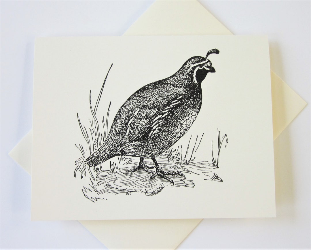 Quail Bird Note Cards Set of 10 With Matching Envelopes - Etsy