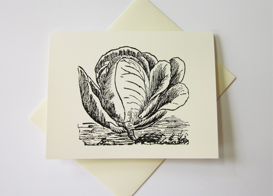 Cabbage Lettuce Note Cards Set of 10 With Matching Envelopes - Etsy