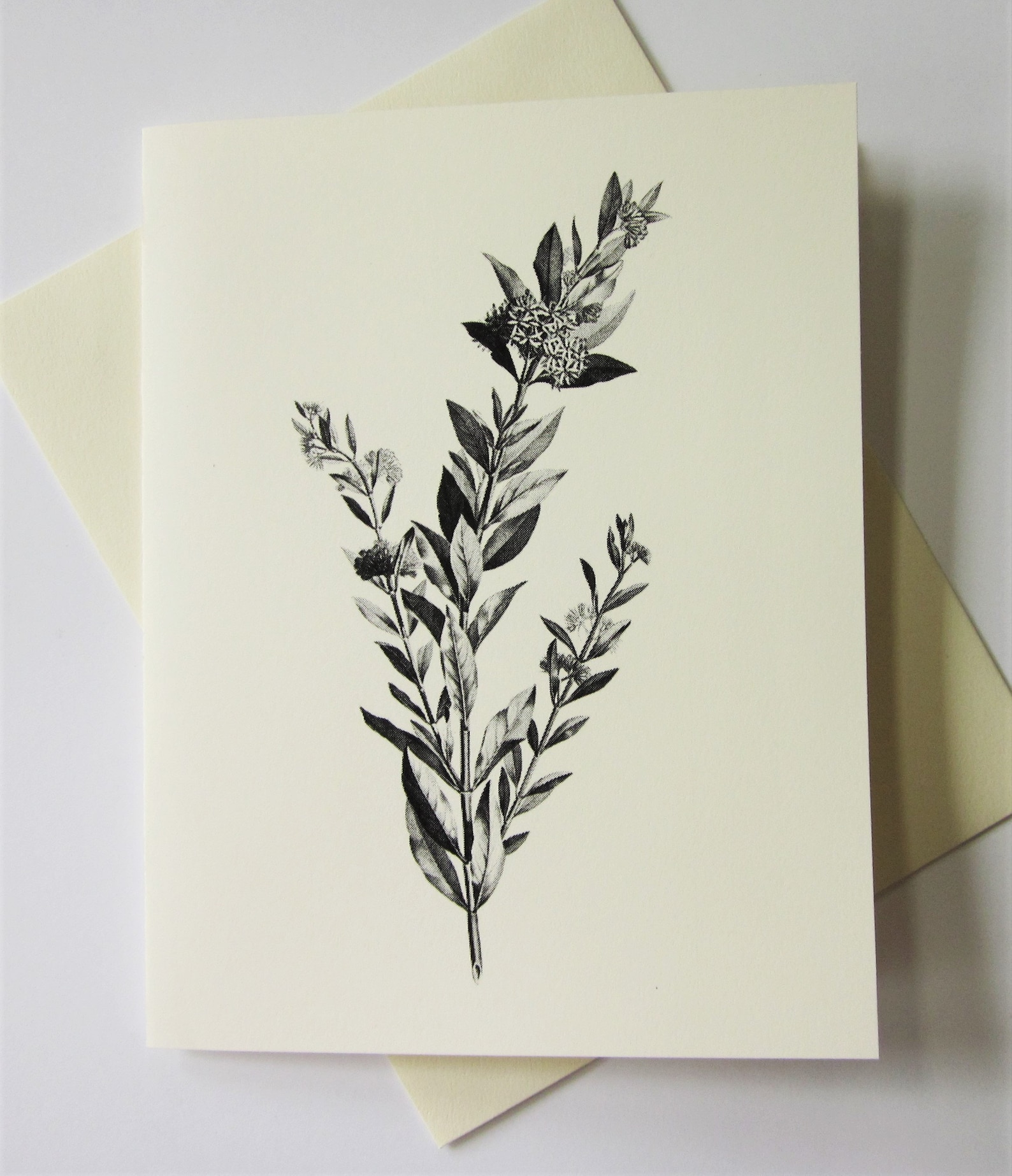 Botanical Branch Note Cards Set of 12 With Matching Envelopes | Etsy