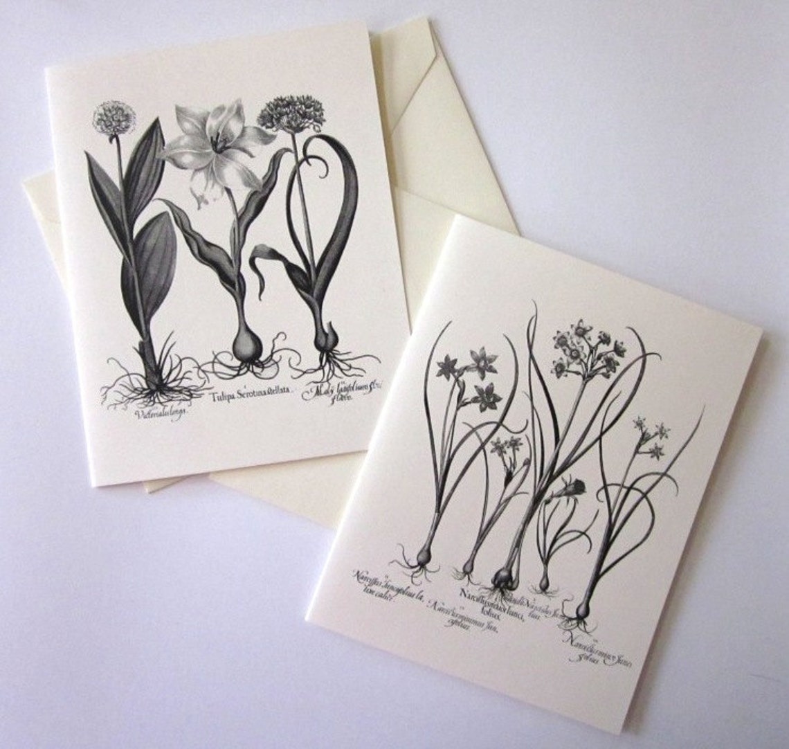 Flower Bulbs Note Cards Set of 10 with Matching Envelopes | Etsy