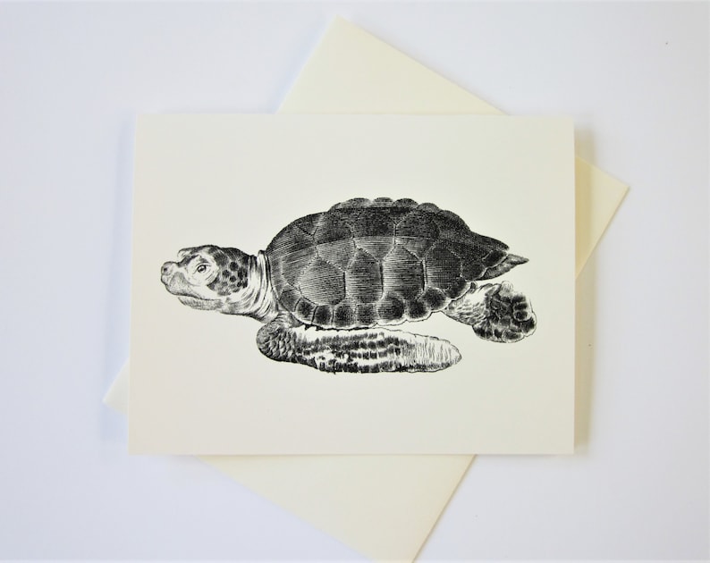 Sea Turtle Note Cards Stationery Set of 10 Cards in White or | Etsy