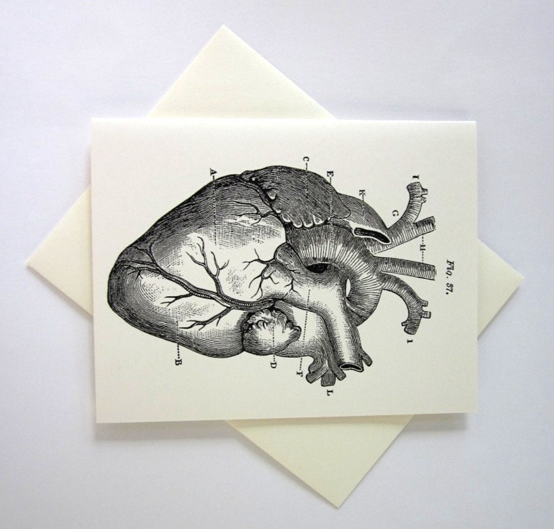 Anatomical Heart Cards Set of 10 in White or Light Ivory With Matching ...