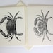 Crab Note Cards Set of 10 With Matching Envelopes - Etsy