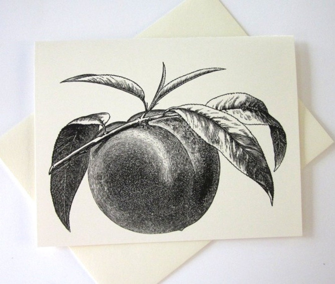 Peach Fruit Cards Set of 10 in White or Light Ivory With Matching ...