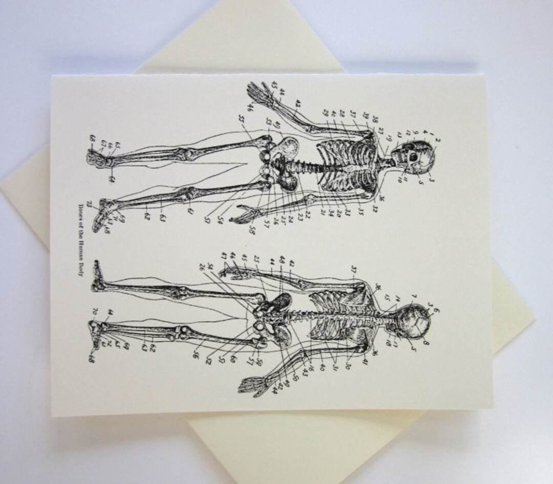 Skeleton Note Cards Stationery Set of 10 Cards in White or Light Ivory ...
