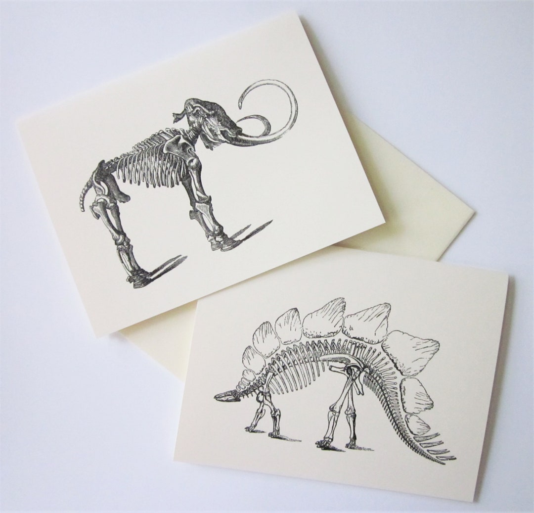 Dinosaur Skeleton Bones Note Cards Set of 12 With Matching Envelopes - Etsy