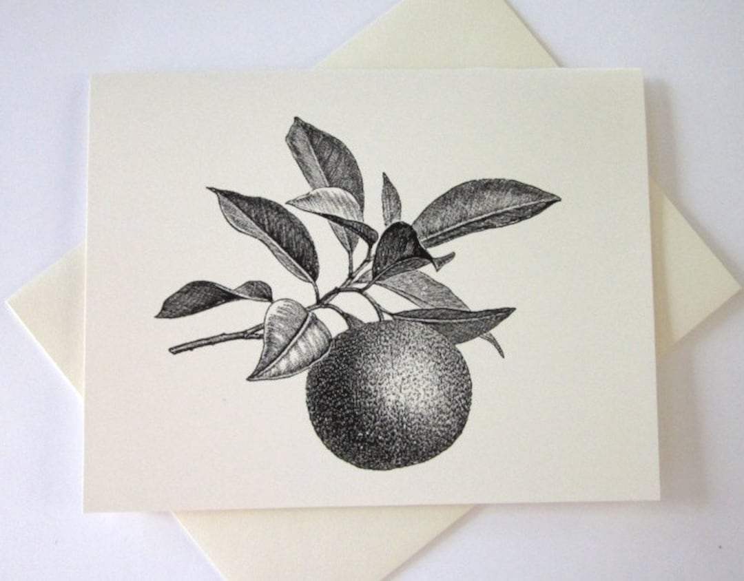 Orange Fruit Note Cards Stationery Set of 10 Cards in White or Light ...